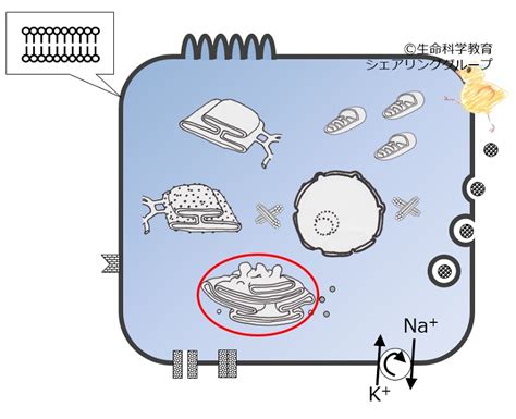 概論 細胞内小器官 まとめ 一歩一歩