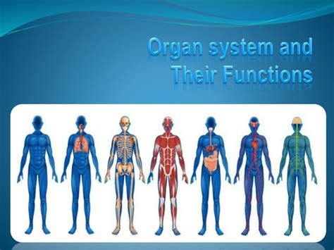 Human Body System And Their Function With A Labelled Diagram Ppt