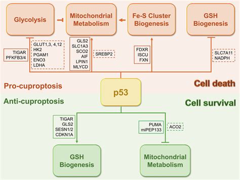 P53 May Have Divergent Roles In Cuproptosis P53 May Maintain A Proper