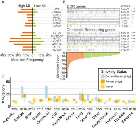 Associations Between Ddr Cr Gene Mutation Frequency Tumor Mutational