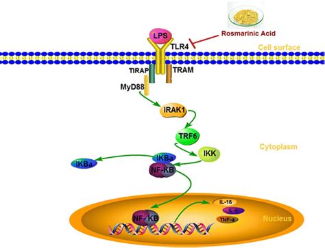 Tlr4 Myd88 Nf κb Pathway In Lps Stimulated Mmecs Download Scientific