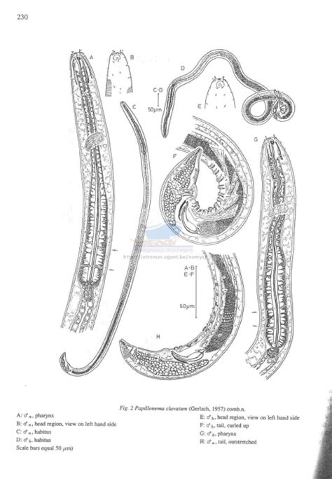 Worms World Register Of Marine Species