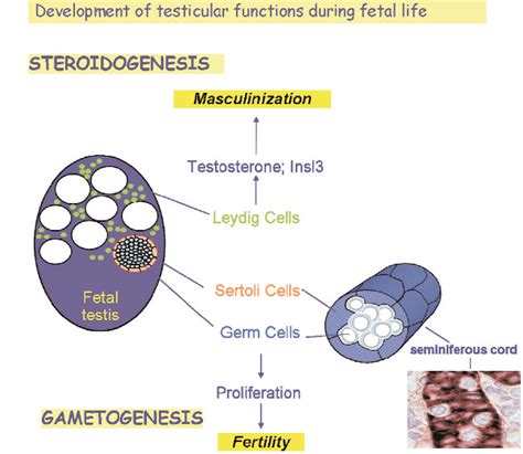 Development Of Testicular Function During Fetal Life Schematic
