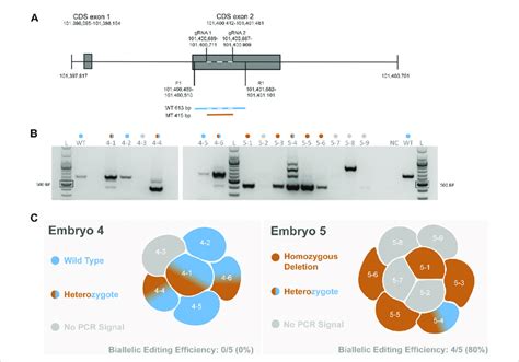 Evaluation Of Ccr5 Editing In Mcm Embryos Using Pcr Based Methods A