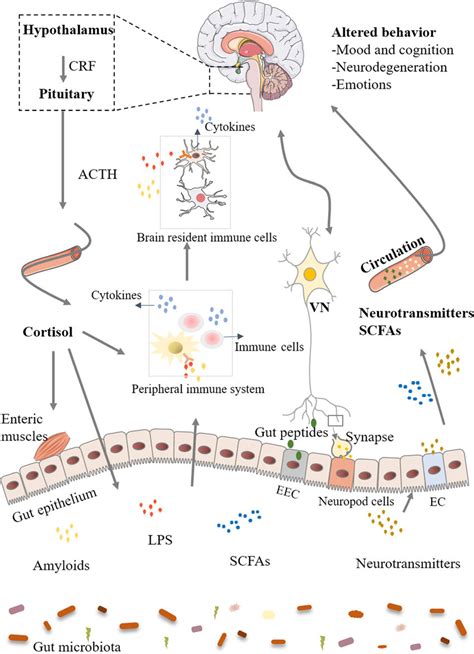 Communication Between Gut Microbiota And The Brain Communication