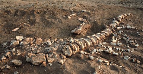 How To Find Dinosaur Fossils Natural History Museum