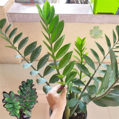 Jual Tanaman Hias Zamioculcas Zamiifolia Daun Dolar Pohon Dolar