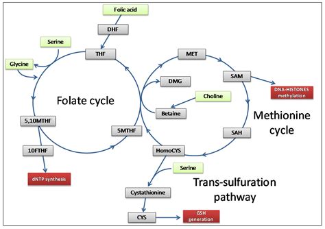 Ijms Free Full Text One Carbon Metabolism Biological Players In