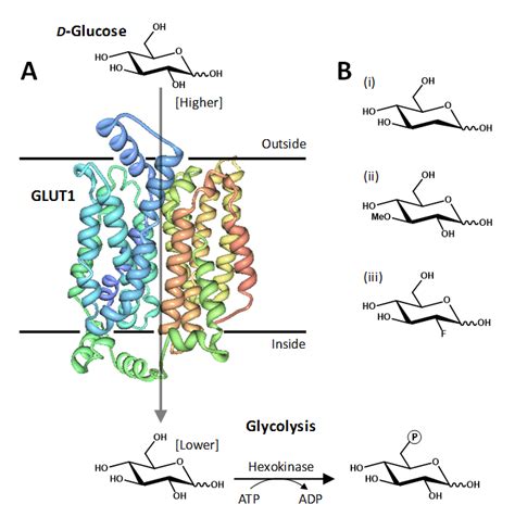 Roles Of Facilitative Glucose Transporter Glut1 In [18f]fdg Positron