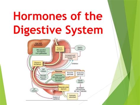 Hormones Of The Digestive System Ppt