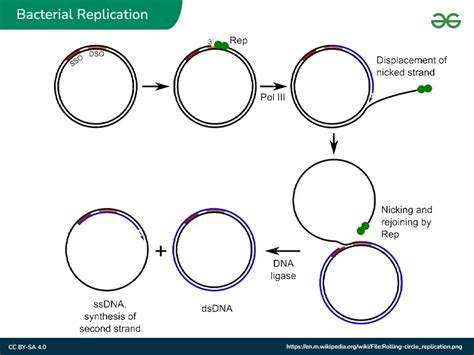 Bacterial Genetics Overview Conjugation And Transduction
