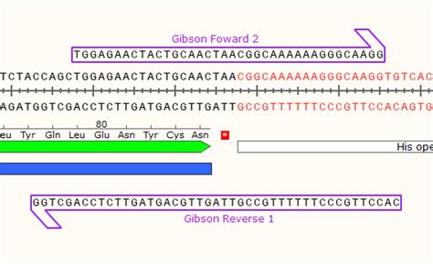 Gibson Assembly Primer Design And Protocol — Neosynbio