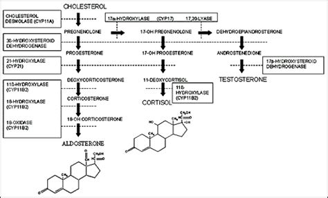 Figure1 Endotext