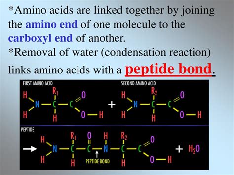 Ppt Organic Molecules The Building Blocks Of Life Powerpoint