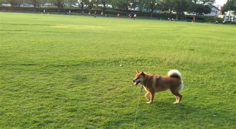 お前ら飽きないのか 初めての飼い犬 柴犬もみじ