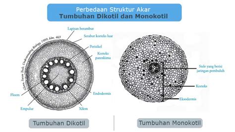 Perbedaan Akar Dikotil Dan Akar Monokotil Struktur Fungsi Batas Dan