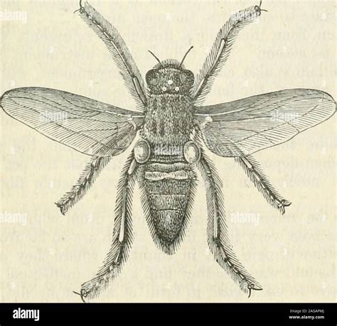 Image result for Bot Fly Larvae in Animals