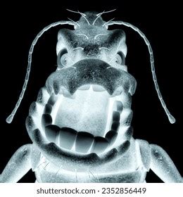 Image result for Profile Pic Cockroach