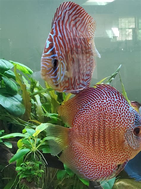 Image result for Red Coral Discus