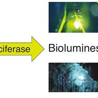 Light produced by bioluminescence. | Download Scientific Diagram