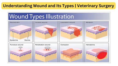 Image result for Veterinary surgery Surgery Types