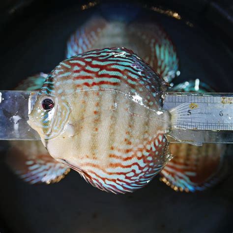 Image result for Royal Blue Discus