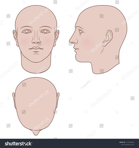 Image result for Side View Human