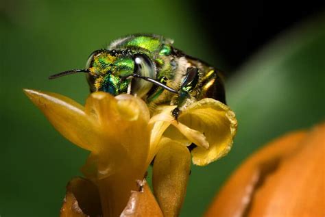 Image result for All Types of Insects