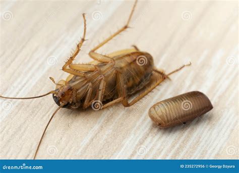 Image result for Cockroach On Its Back