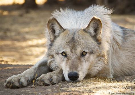 Image result for Grey Wolves Alaska