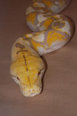 Image result for Calico Reticulated Python