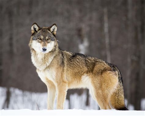 Image result for Timber Wolf