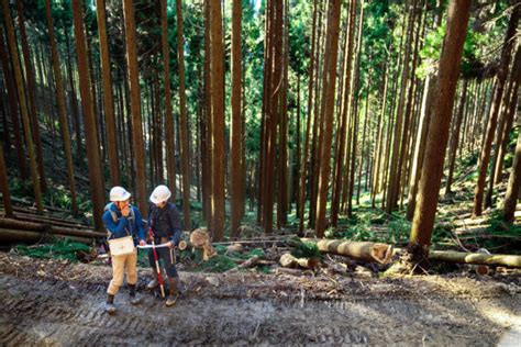 Image result for Selective Logging