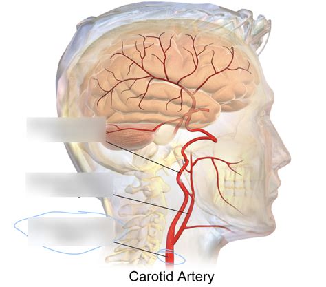 Image result for Outer Ear Angiogram