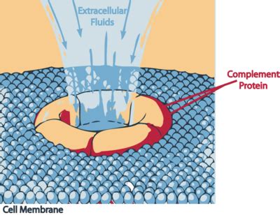 Image result for Complement System Molecule Structure