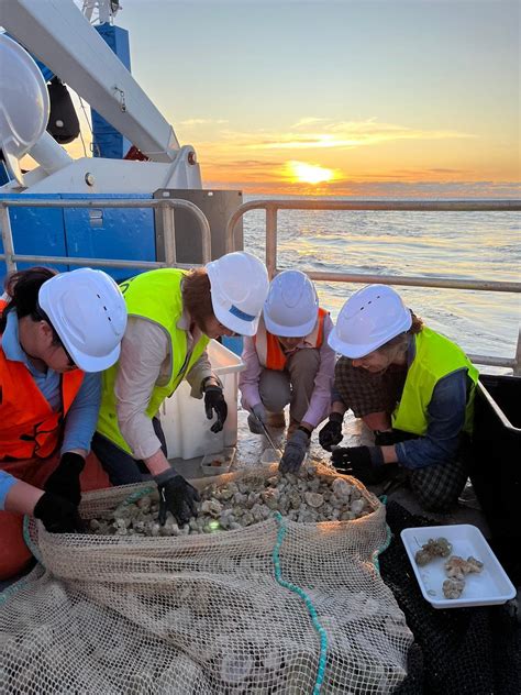 Image result for Catching Prawns