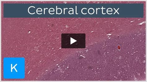 Image result for Cell Cortex