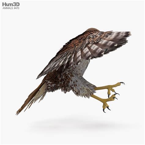Image result for Hawk Attacking