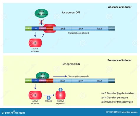 Image result for Operon Structure