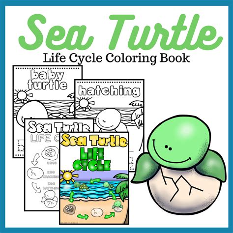Image result for Turtle Life Cycle Coloring Sheets