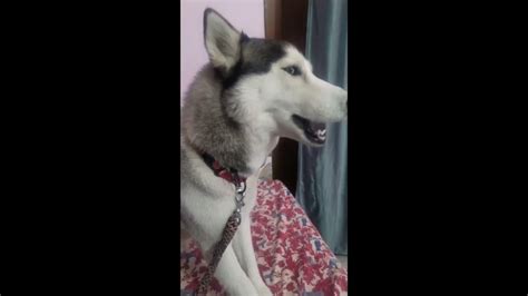 Image result for Snow Dogs Vlogs Mail
