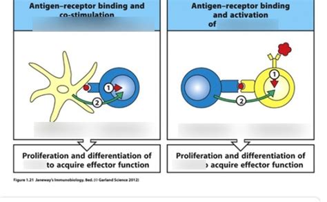 Image result for Humoral Immunity Complement System