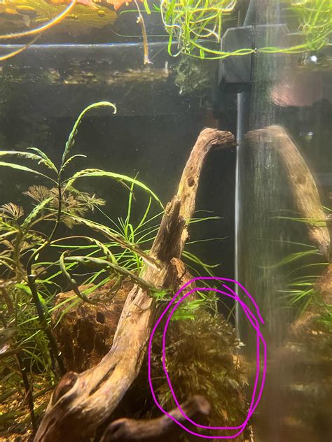 Image result for Java Fern Dying