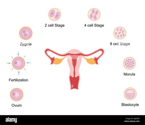 Image result for Embryo Development