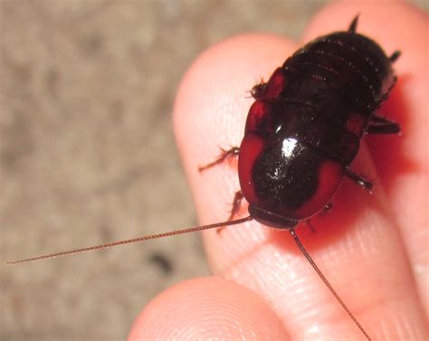 Image result for Little Cockroach