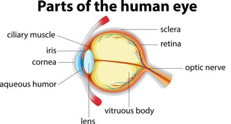 Image result for Aqueous Humor Eye Function