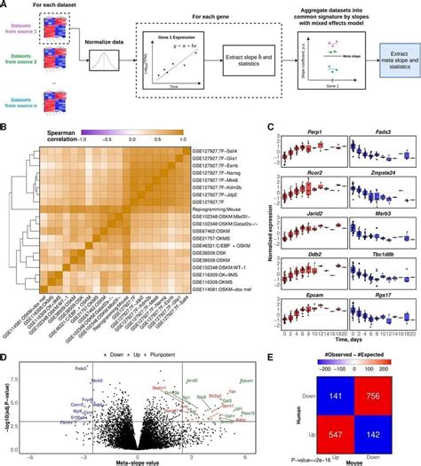 Image result for Adult Cell Reprogramming Key Process