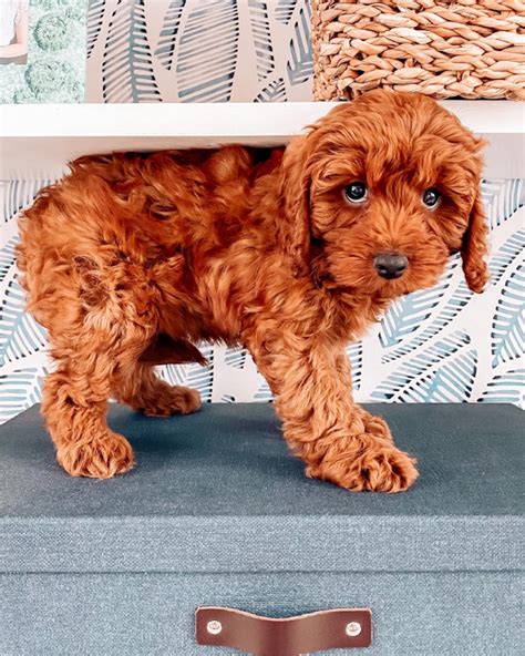 Image result for Red and White Cavapoo