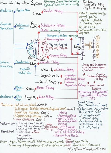 Image result for Doctor Study Notes