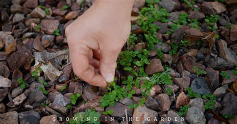 Image result for Spring Garden Planting